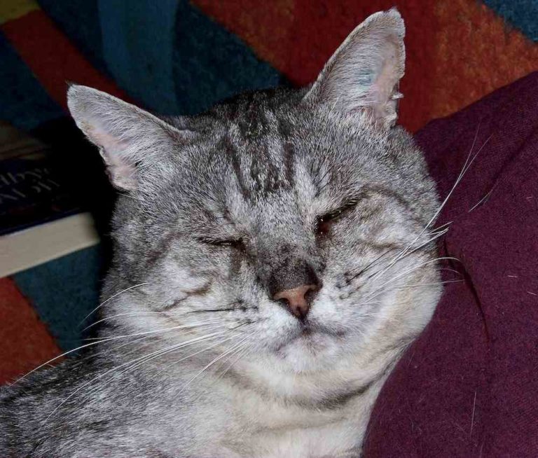 Yes! Feral Cats Can & Do Become House Pets | Walkerville Vet