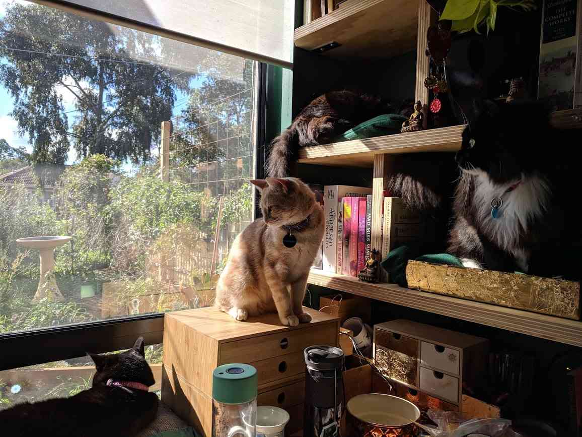 Keeping Indoor Cats | Happy Cats Kept Inside | Walkerville Vet