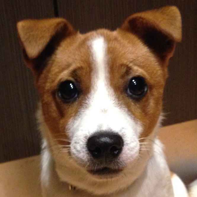 Help! My Dog's Ear Is Swollen | Ear Hematoma | Walkerville Vet