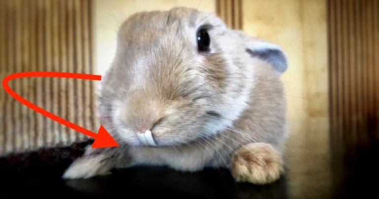 Rabbit Overgrown Incisor Teeth Removal | Walkerville Vet