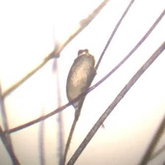 Advice On Rabbit Care | Rabbit Care Tips | Walkerville Vet