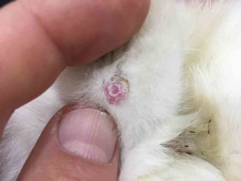 Advice On Rabbit Care | Rabbit Care Tips | Walkerville Vet