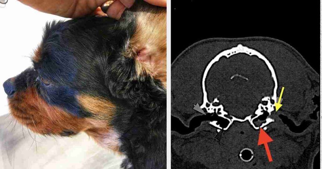 Can Dogs Still Hear After Having An Ear Ablation
