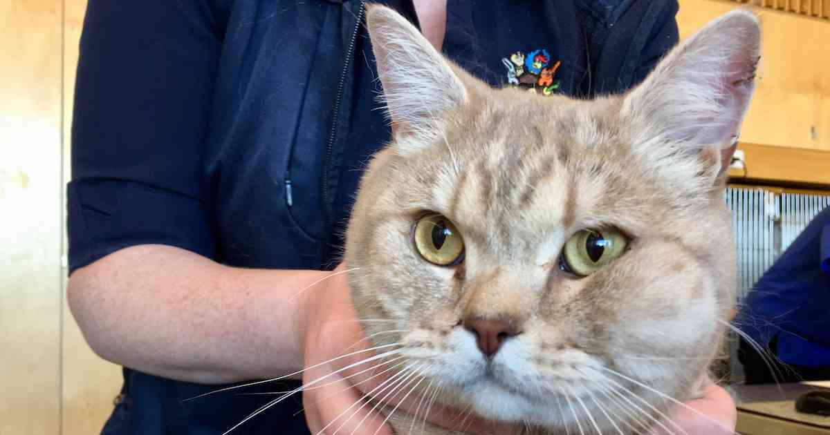 Help My Cat Has A Lump On The Face Walkerville Vet Help My Cat Has A Lump On The Face Walkerville Vet