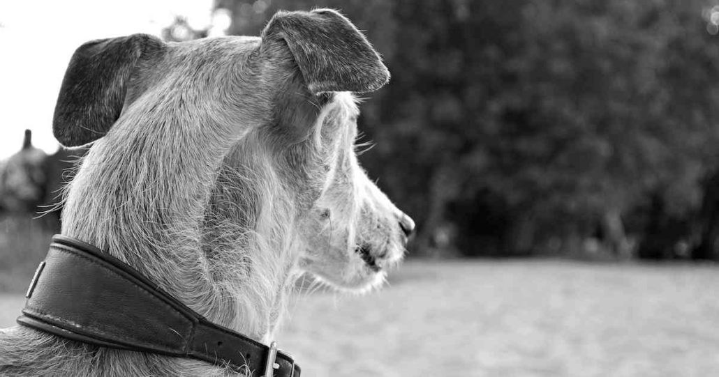 How Common Is Bone Cancer In Greyhounds? | Walkerville Vet