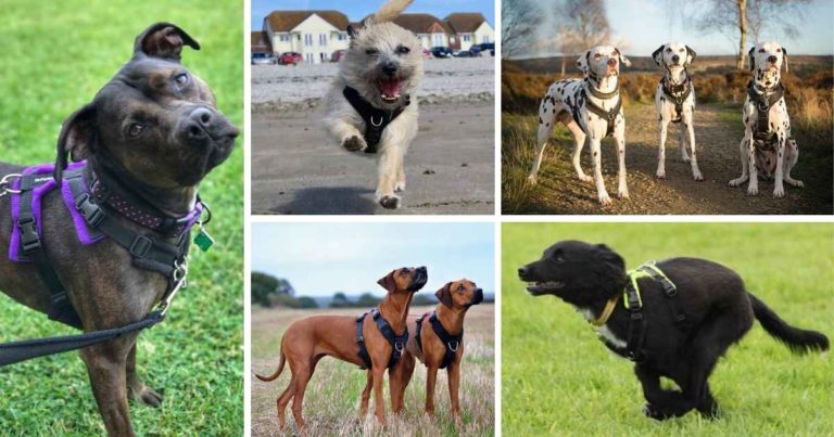 Perfect Fit Dog Harness | Adelaide Custom Fit | Walkerville Vet