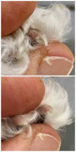 Should You Trim Dogs' Nails? Here's how to tell | Walkerville Vet