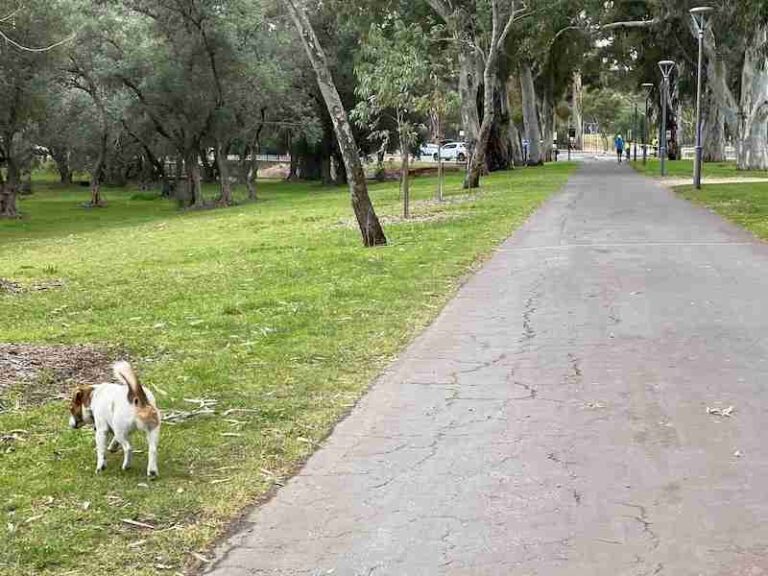 The Ultimate Dog Walk For Fans Of Adelaide | Walkerville Vet