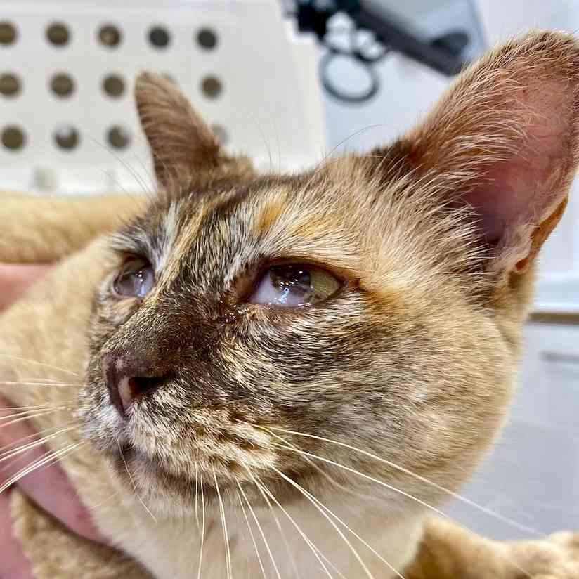 What Dog or Cat Eye Problem Is That? | Walkerville Vet