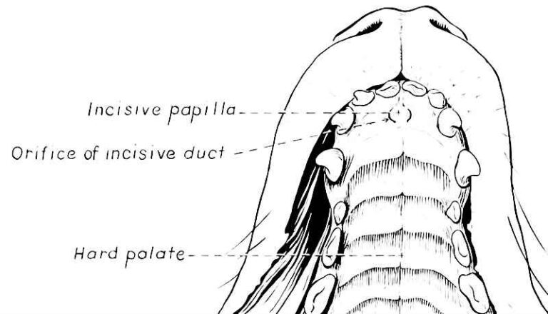 A Guide To Dog Mouth Lumps & Oral Tumours | Walkerville Vet