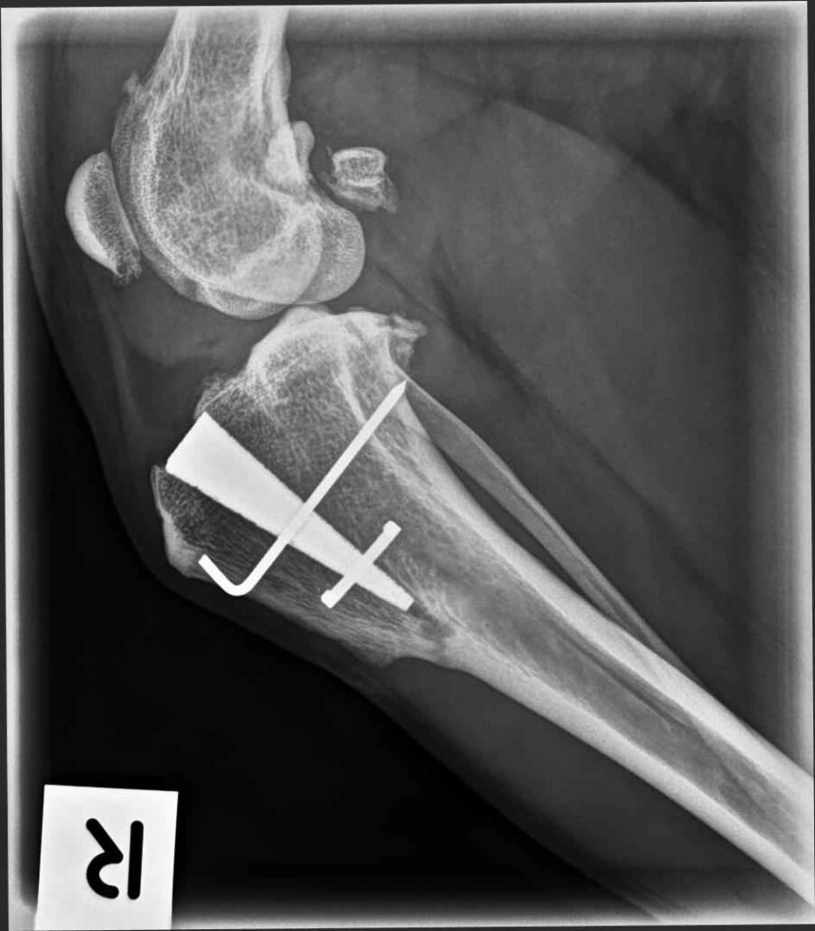 Cruciate Surgery: TPLO, TTA, MMP, DeAngelis | Walkerville Vet