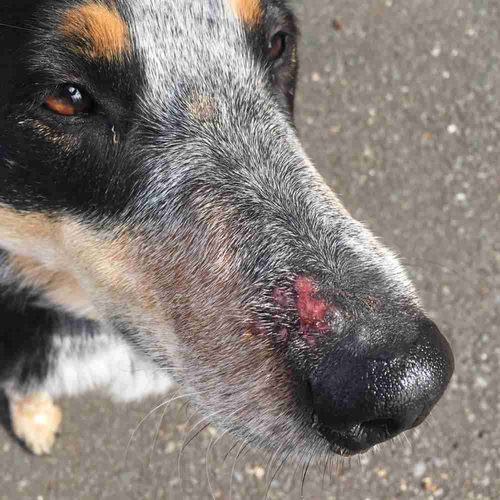 What Does A Spider Bite Look Like On A Puppy My Dog Got Bit By A What Does A Spider Bite Look Like On A Puppy My Dog Got Bit By A