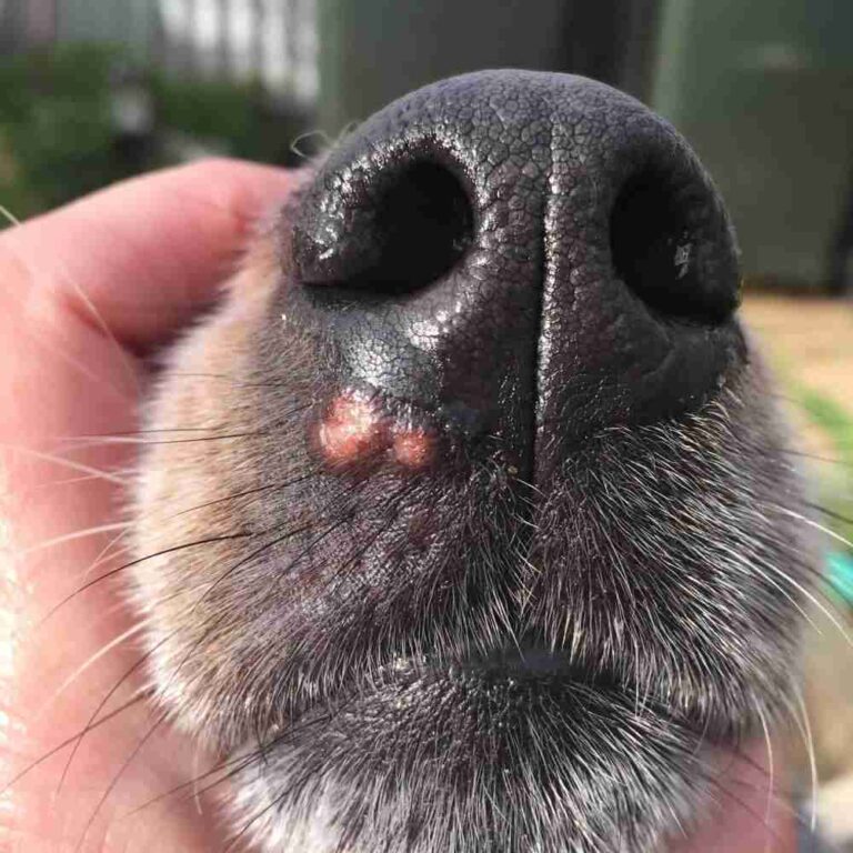 Dog Facial Sores: Insect or Spider Bite & More | Walkerville Vet