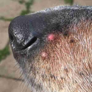 Dog Facial Sores: Insect or Spider Bite & More | Walkerville Vet