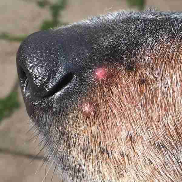 Furunculosis In Dogs Furunculosis In Dogs