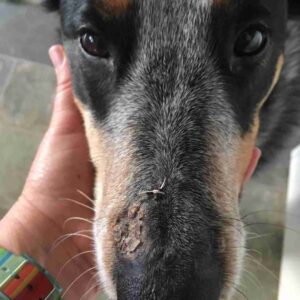 Dog Facial Sores: Insect or Spider Bite & More | Walkerville Vet