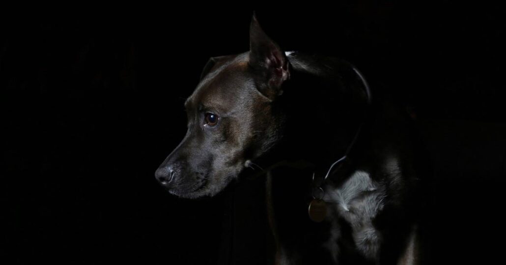 Dogs | Walkerville Vet