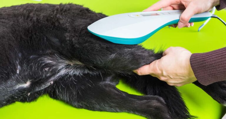 Does Cold Laser Therapy Work For Dogs? | Walkerville Vet