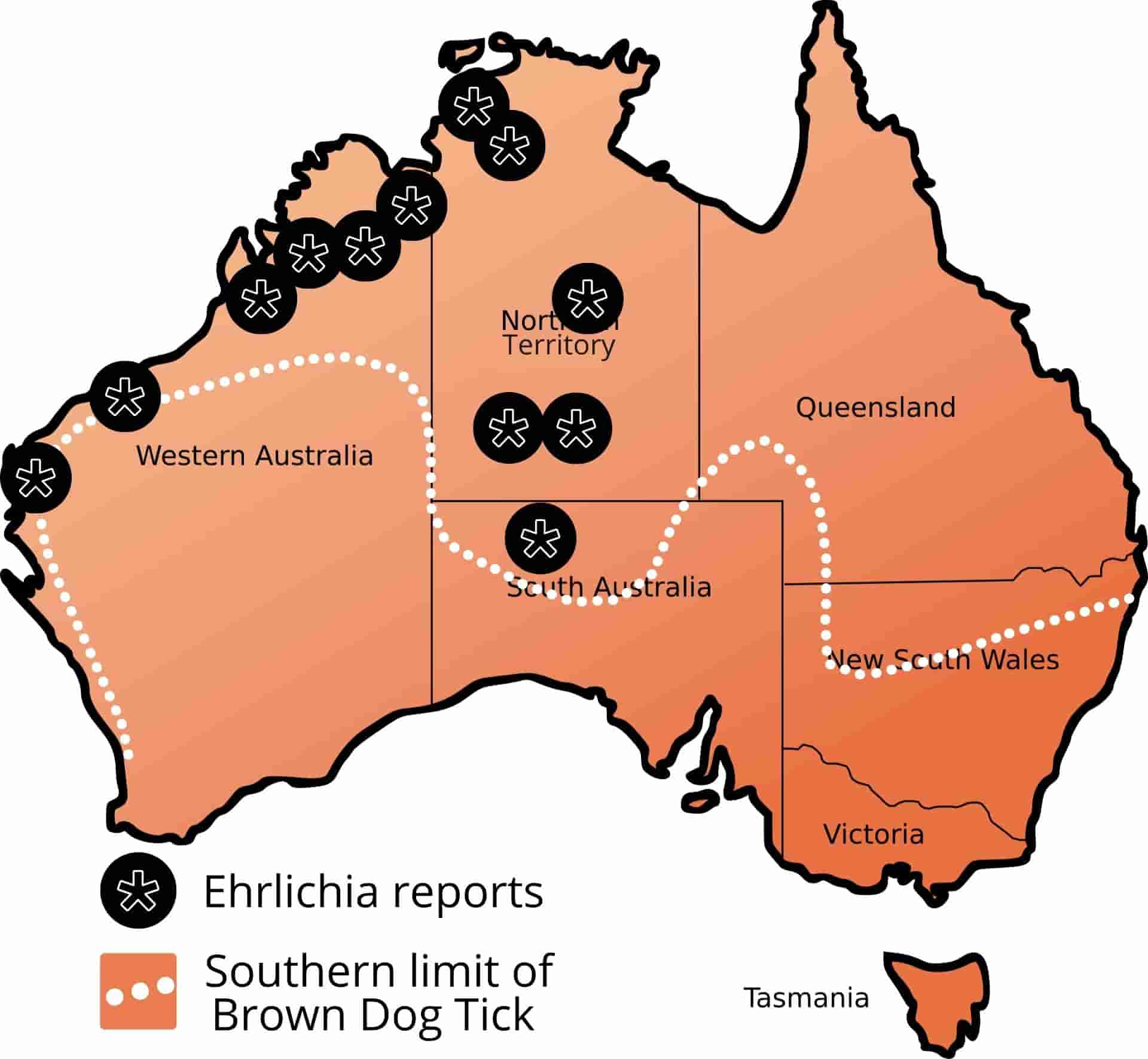 Ehrlichia in Australian Dogs | Map & Prevention | Walkerville Vet