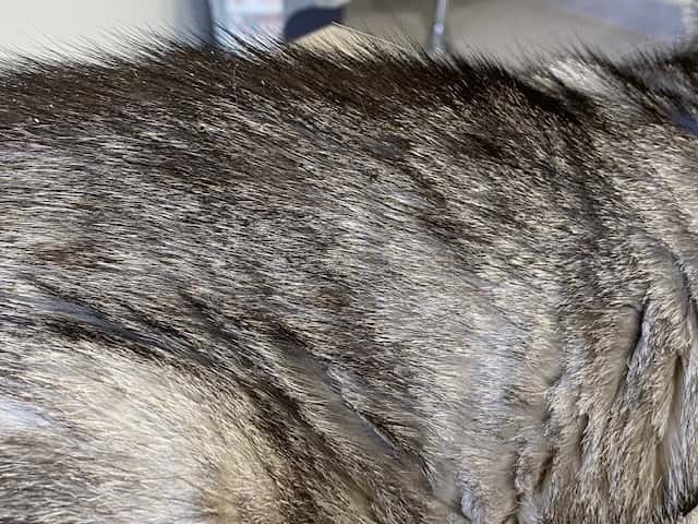 Help! My Cat Has Separated Spiky Greasy Hair | Walkerville Vet