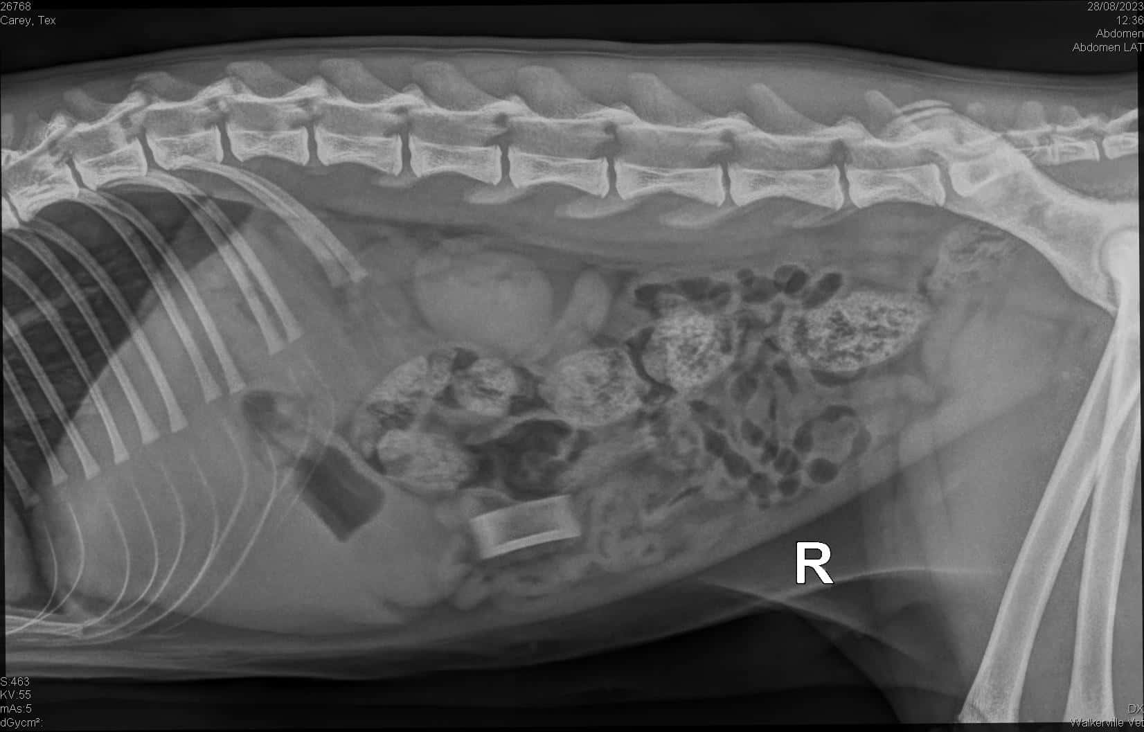 Lick Mats for Dogs & Cats: A Vet’s View | Walkerville Vet