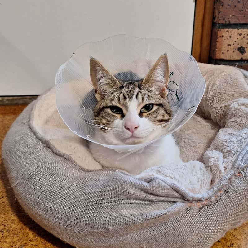 Lick Mats for Dogs & Cats: A Vet’s View | Walkerville Vet
